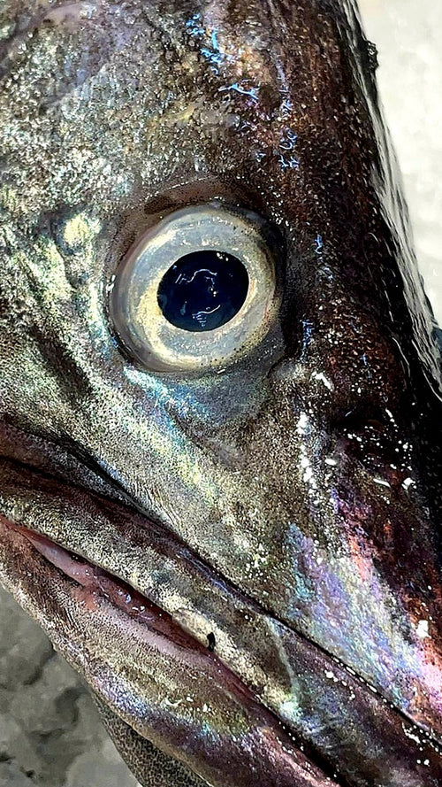 cocochas domicilio santiago pescaderia