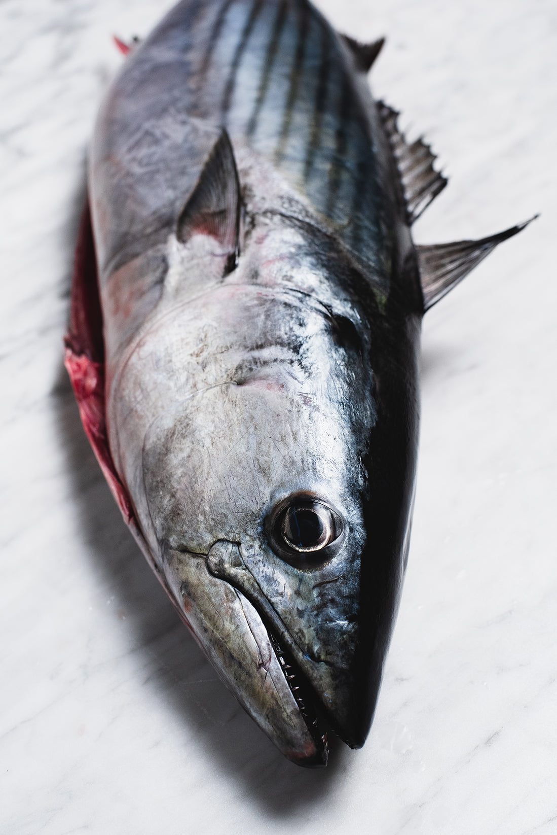 Bonito Fresco
